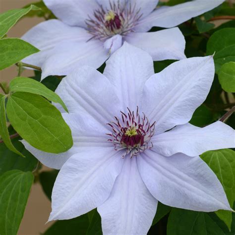 Bernadine™ Clematis Plant Addicts