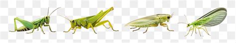 Grasshopper Wing Images Free Photos Png Stickers Wallpapers And Backgrounds Rawpixel