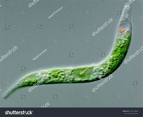 Light Micrograph Protist Euglena Mutabilis Showing Foto Stock 1425193058 Shutterstock
