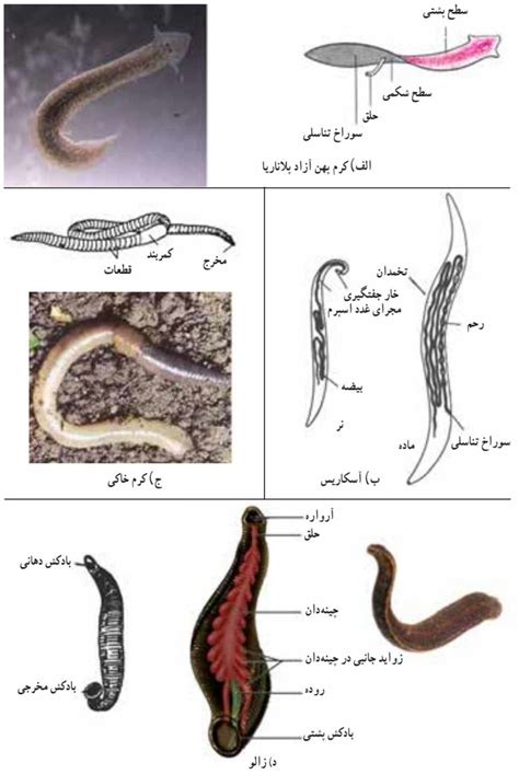 اسفنج‌ها؛ مرجان‌ها یا کیسه‌تنان؛ کرم‌های نواری، پهن و گرد؛ زالودرمانی