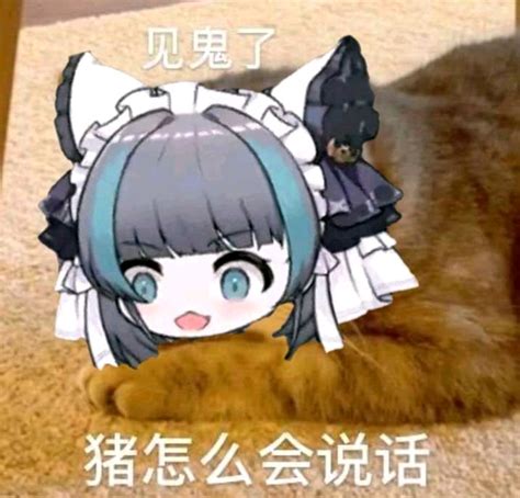 碧蓝航线猫猫表情包大全（6） 哔哩哔哩