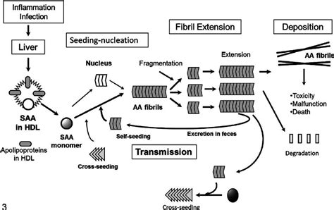 Diagram Of Amyloid Fibril Formation And Potential Transmission Of