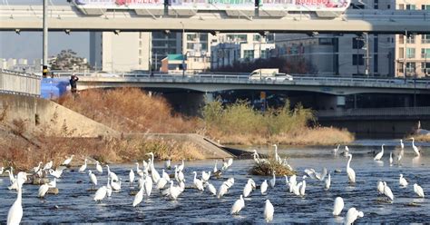 대구 신천에서 먹이 사냥하는 백로