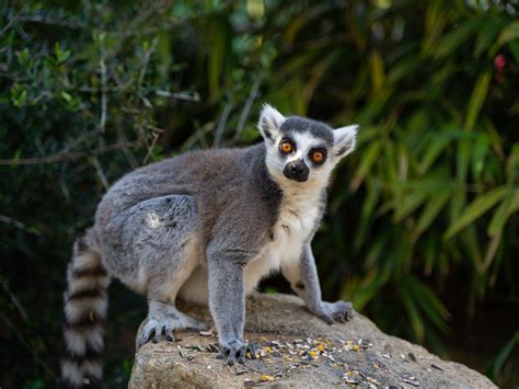 Ring Tailed Lemur