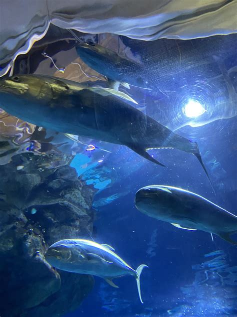 Aquarium Combined Object Detection Dataset V6 2023 06 26 108pm By