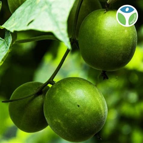Jual 4 Butir Bijibenih Tanaman Lo Han Kuo Chinese Fruit Herb Kab