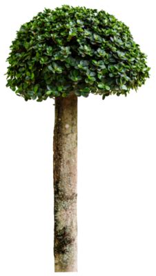 Tree Stem PNGs For Free Download