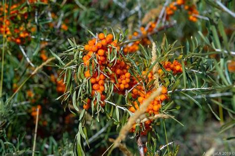 Welcometomongolia On Twitter Rt Snowman4u Хомын тал нь газарзүйн байршлын хувьд Завхан