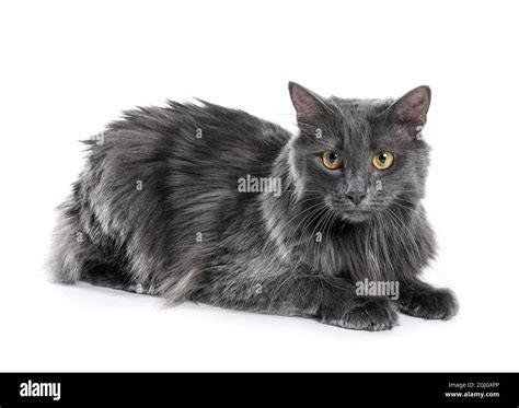 Grey Long Hair Cat Cut Out Stock Images And Pictures Alamy