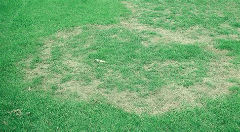 Brown Patch Lawn Disease Identify Control And Repair Davey Tree