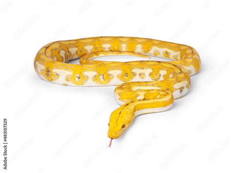 Female Juvenile Reticulated Python Aka Malayopython Reticulatus Snake