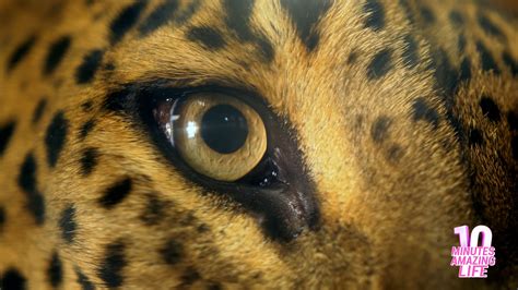 Leopard Eye Close Up In Stunning Detail