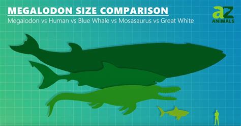 Megalodon Size Comparison The Biggest Shark Ever A Z Animals