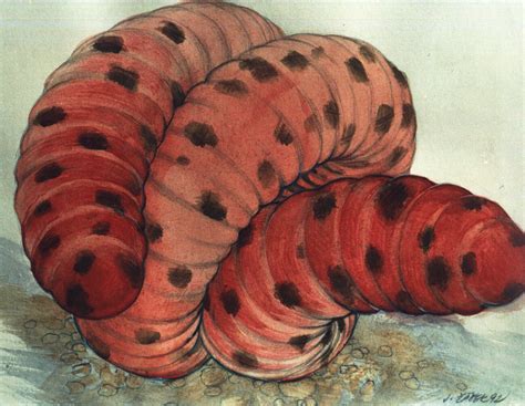 Shukernature The Mongolian Death Worm A Shocking Surprise In The Gobi