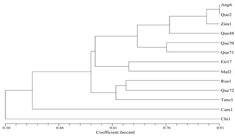 Phenogram Resulting From Cluster Analysis Based On Similarity Matrix Of