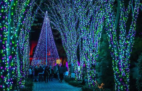 Garden Lights Holiday Nights Atlanta Botanical Garden Christmas Lights