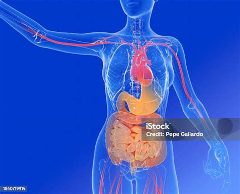 정면에서 본 여성의 소화 시스템의 3d 그림 0명에 대한 스톡 사진 및 기타 이미지 0명 3차원 형태 건강 진단 Istock