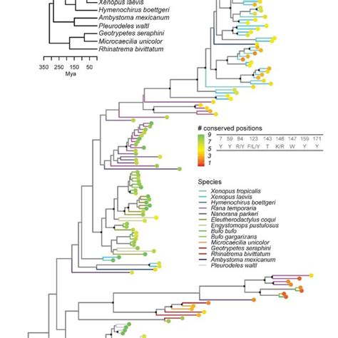 The Maximum Likelihood Raxml Tree Of Full Length A1 A3 Domains Of