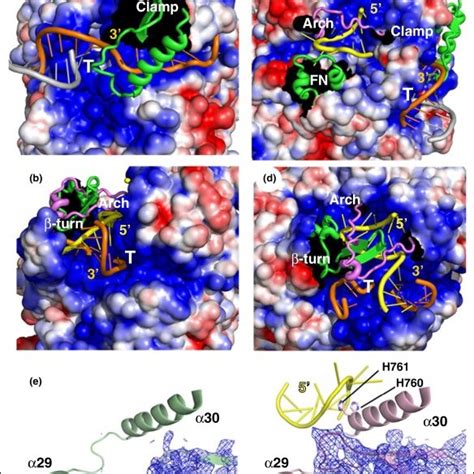 Structures Of Representative Rna Virus Polymerases A Cartoon Model Download Scientific