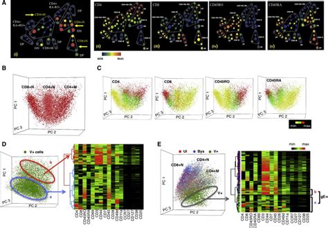 Single Cell Mass Cytometry Analysis Of Human Tonsil T Cell Remodeling