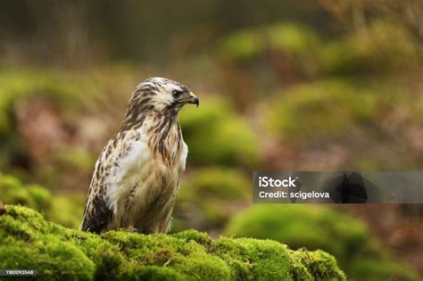 Very Light Colored Common Buzzard One Of The Most Common Raptor Buteo