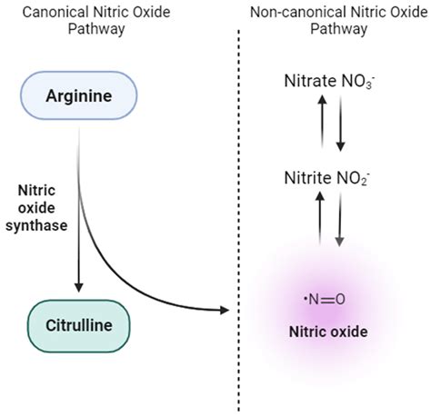 The Nitrate Nitrite Nitric Oxide Pathway Potential Role In Mitigating