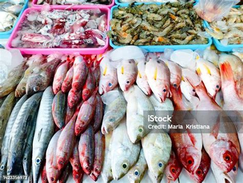 수산 시장 마구간에 깔끔하게 배열 된 다양한 종류의 신선한 바다 생선 0명에 대한 스톡 사진 및 기타 이미지 0명 갑각류 게 Istock