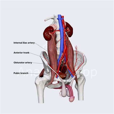 Obturator Artery Male Pelvis Anatomyapp