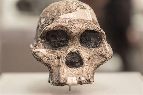 35 Million Year Old Hominins Sex Determined Using Ancient Peptides