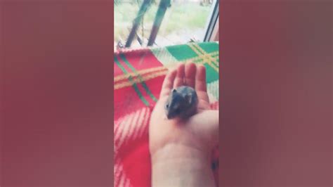 хомячок Youtube