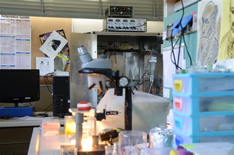 Action Potential Membrane Potential Linv International Laboratory