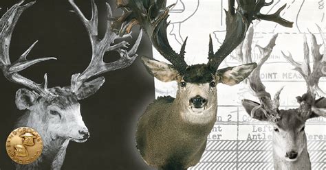 Worlds Biggest Mule Top Of The Books World Record Mule Deer Featured