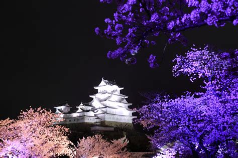 姫路城と紫の桜 BlueWind商用利用可のフリー写真素材