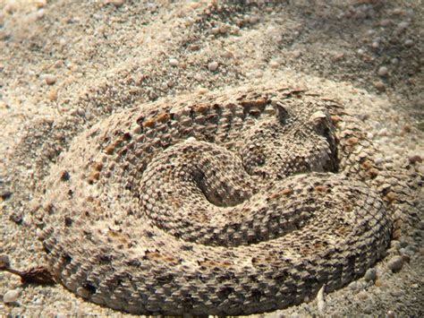 First Aid For Sidewinder Rattlesnake Bite