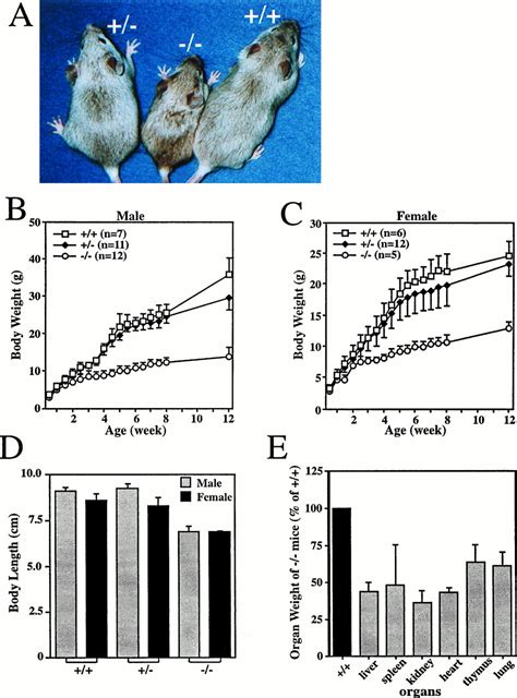 A Mammalian Model For Laron Syndrome Produced By Targeted Disruption Of