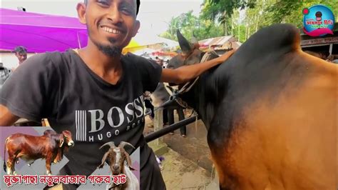 ময়মনসিংহের মুক্তাগাছা নতুন বাজার ঐতিহ্যবাহী গরুর হাট। 2023 Youtube