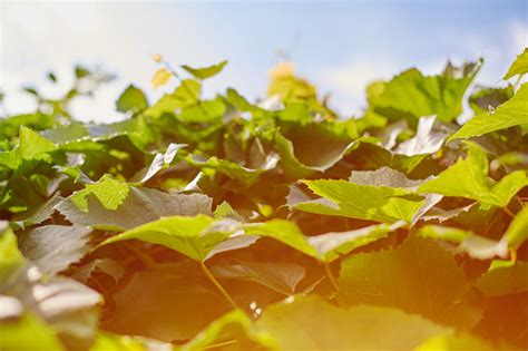 포도 밭에서 나뭇잎 화창한 9 월 날에 녹색 포도 나무 잎 곧 와인 잼 주스 젤리 포도 씨 추출물 식초 및 포도 씨 오일을 만들기위한 포도의 가을 수확 9월에 대한 스톡