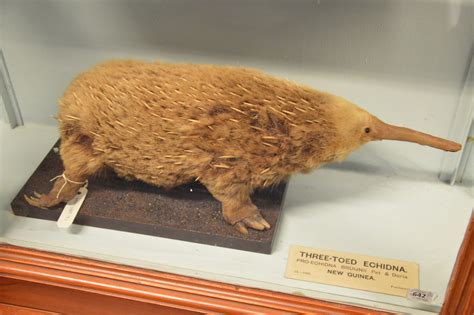 Western Long Beaked Echidna Zaglossus Bruijnii Know Your Mammals