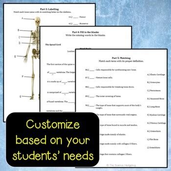 Skeletal System Test Questions By The Science Hedgehog TpT