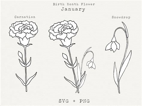 January Flower Of The Month Snowdrop