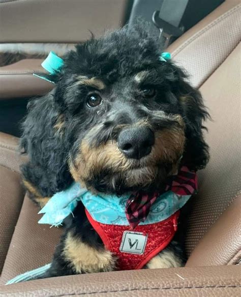 Husker Doodles Anna Bernie Puppies Past Puppies Summer 2022