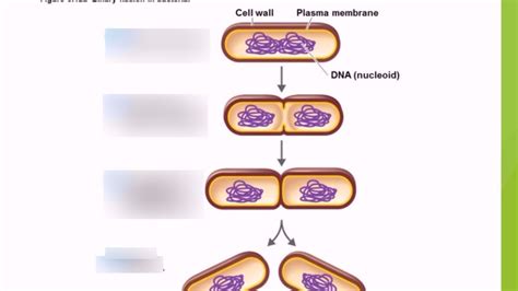 Microbiology Exam 2 Diagram Quizlet