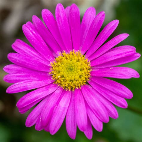 Designing A Native Cottage Garden The Botanical Planet