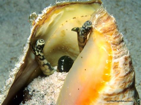 The Right Blue A Queen Conch Snail Giving Us The Eye