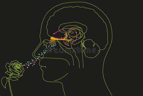 Sense Of Smell Man With A Rose Detailed Illustration Of The Olfactory