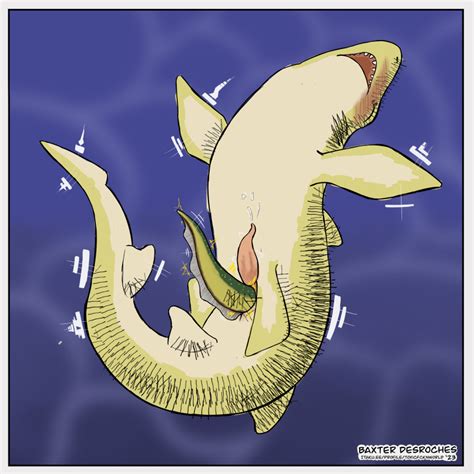 Rule 34 11 Absurd Res Anal Anal Vore Animal Genitalia Border Cloaca