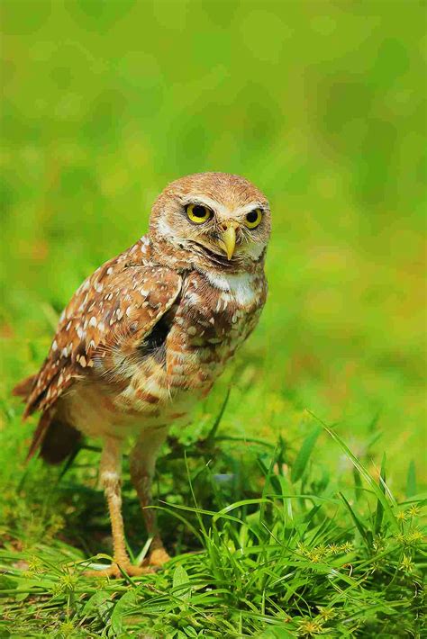 Evaluating Shutterbug Evaluating Shutterbug