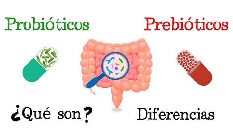 Probioticos Similares Para Que Sirven Los Probioticos
