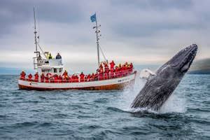 Sea Life Trust Beluga Whale Sanctuary Guide To Iceland