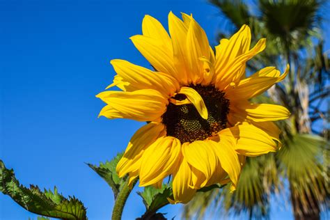 무료 이미지 자연 들 햇빛 꽃잎 봄 색깔 식물학 지독한 화려한 노랑 정원 플로라 야생화 선명한 떠는 매크로 사진 꽃 피는 식물 데이지 가족